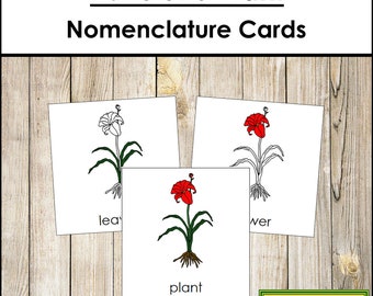 Montessori 3 Part Cards and Definitions Parts of a Plant - Etsy