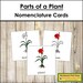 Parts of a Plant Nomenclature 3-part Cards & Blackline Master ...