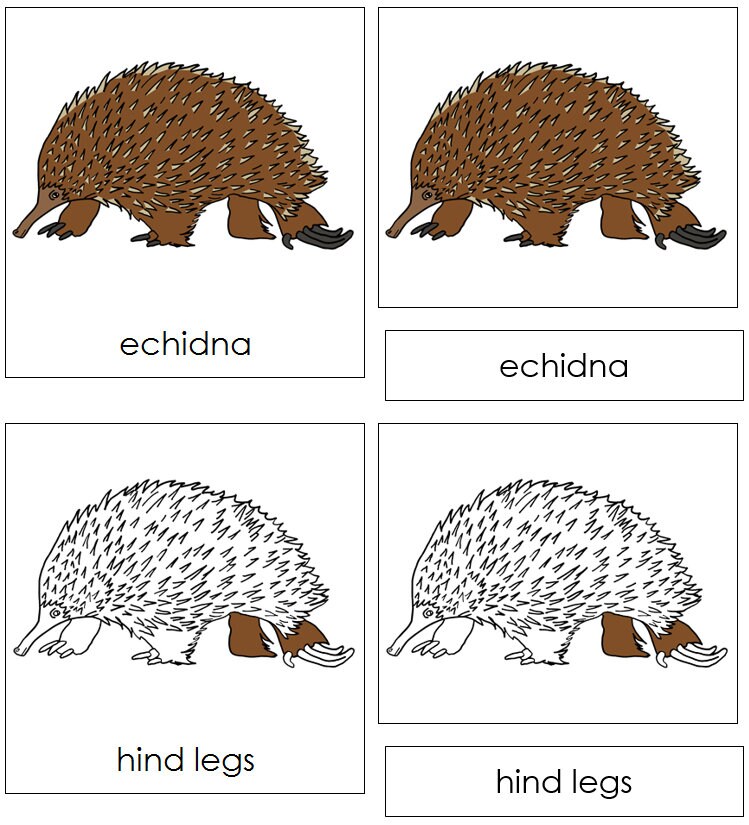 Parts of an Echidna Nomenclature 3-part Cards Montessori - Etsy Canada