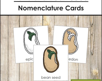 PARTS of a SEED • Montessori Cards • Flash Cards • Three Part Cards ...