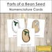 Parts of a Bean Seed Nomenclature 3-part Cards & Blackline Master ...