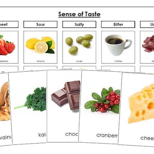 Sense of Taste Sorting Cards & Control Chart - Science - Printable ...
