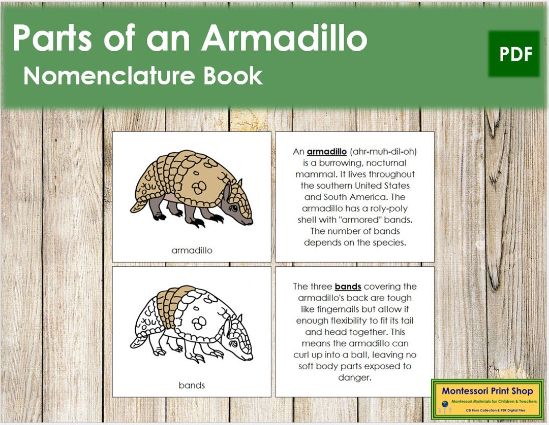 Parts of an Armadillo Nomenclature Book Montessori Zoology - Etsy Hong Kong