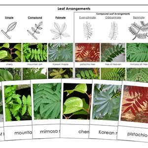 Leaf Arrangements Information, Sorting Cards & Control Chart ...