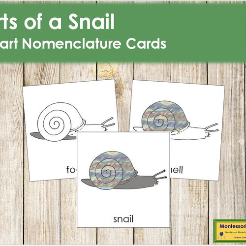 Parts of a River Nomenclature 3-part Cards Science - Etsy