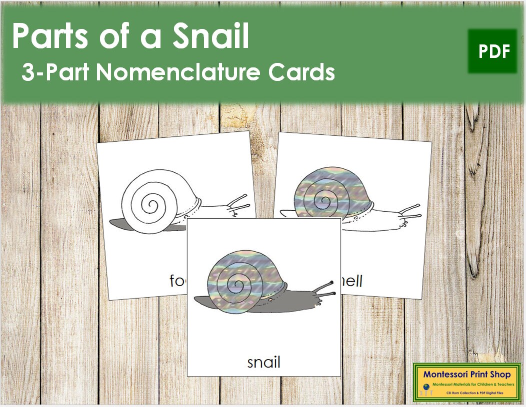 Parts of a Snail Nomenclature 3-part Cards Montessori - Etsy Canada