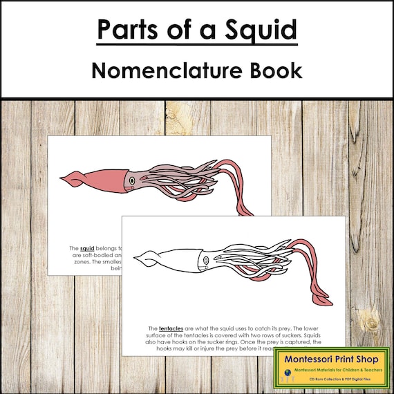 Squid Diagram Zoology