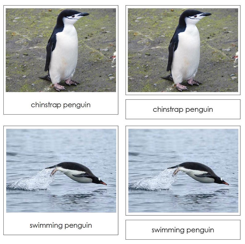 Penguins Safari TOOB Cards - Montessori 3-part Cards (digital Download ...