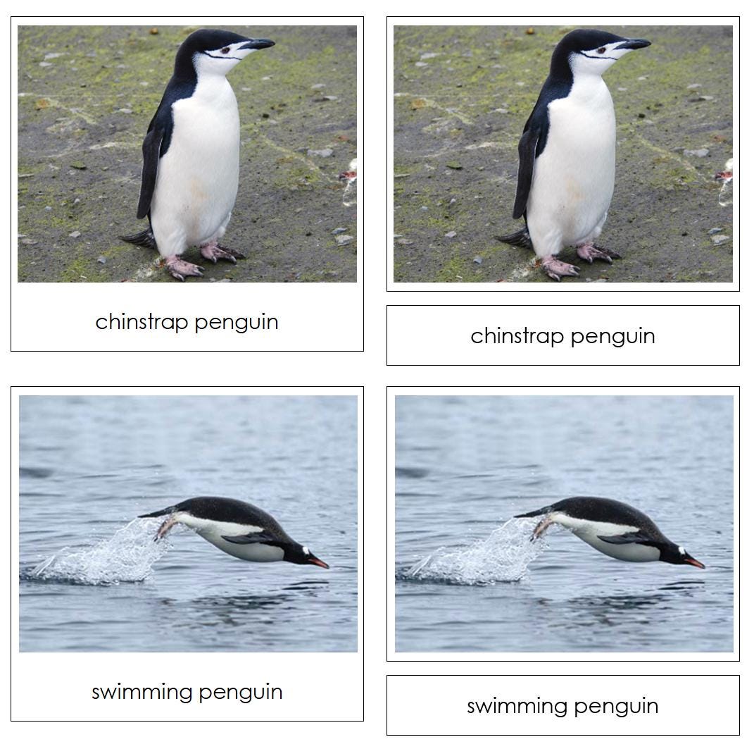 Penguins Safari TOOB Cards - Montessori 3-part Cards (digital Download ...