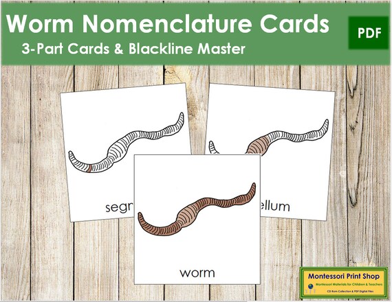 Parts of a Worm Nomenclature 3-part Cards Zoology - Etsy
