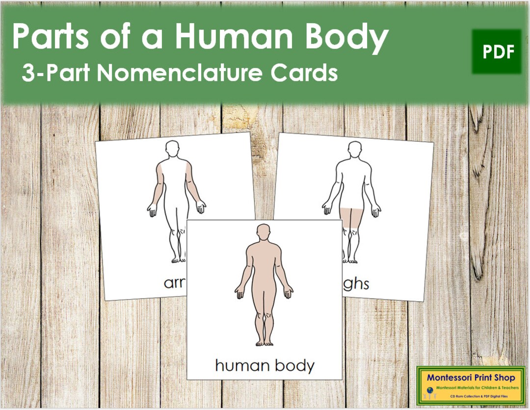 Parts of a Human Body Nomenclature 3-part Cards Science - Etsy