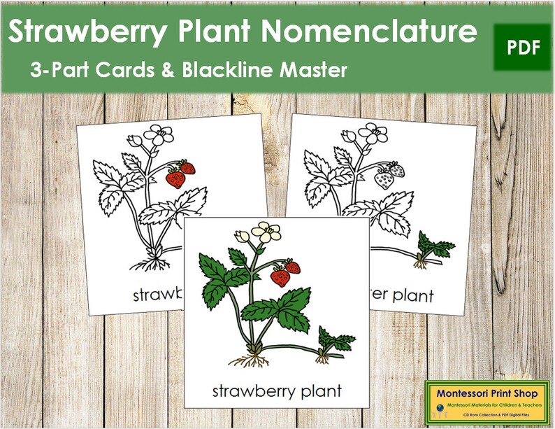 Parts of a Strawberry Plant Nomenclature 3-part Cards - Etsy