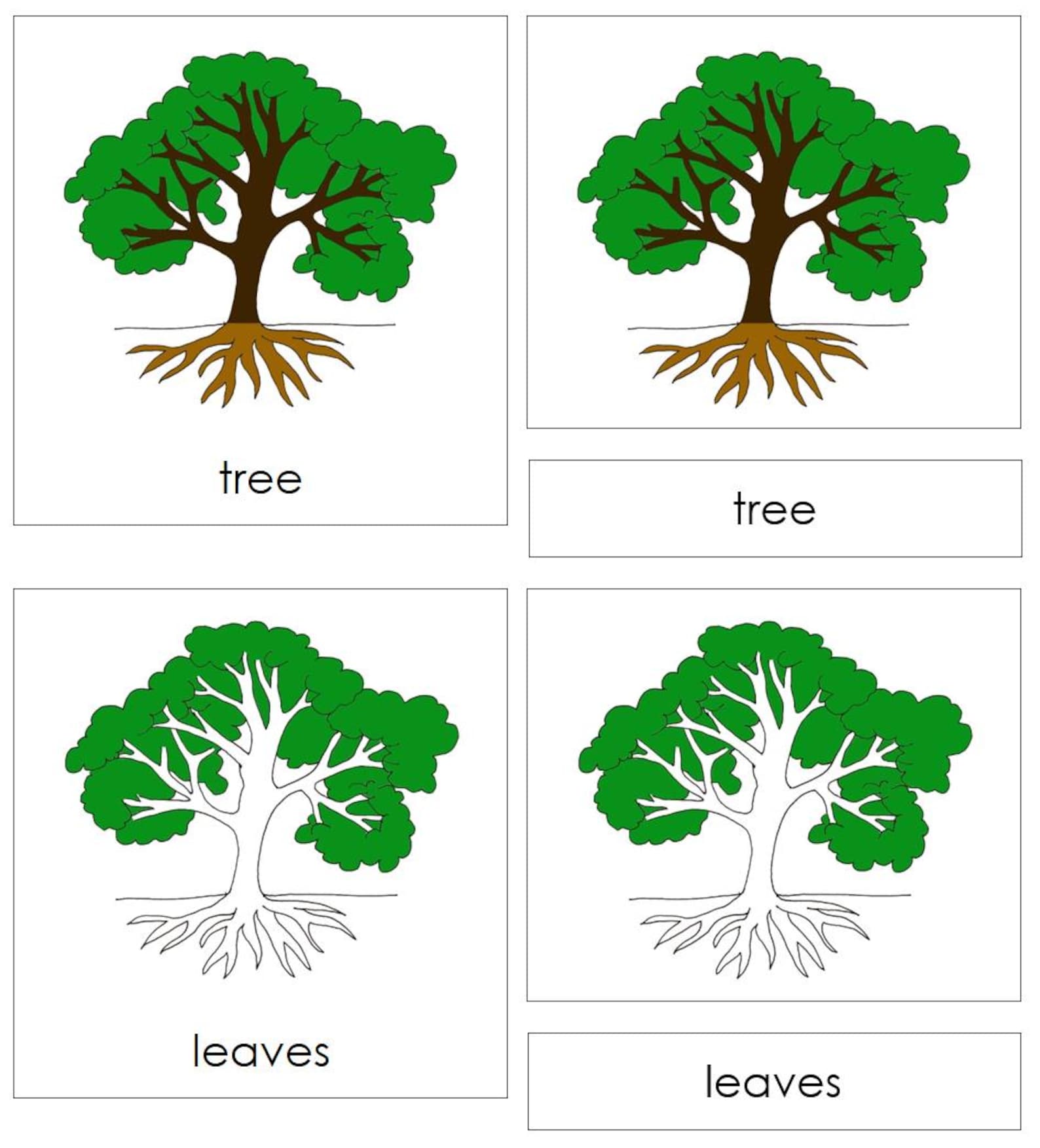 Parts of a Tree Nomenclature 3-part Cards & Blackline Master ...