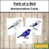 Parts of a Stem Nomenclature 3-part Cards - Montessori Botany ...