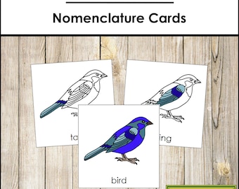 Parts of the Bird Nomenclature Cards - Etsy