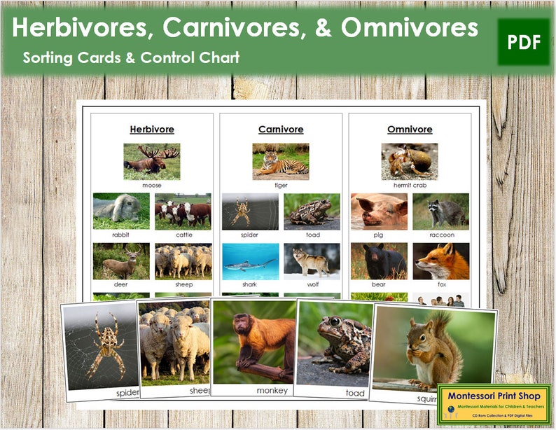 Herbivores Carnivores and Omnivores Sorting Cards & Control - Etsy
