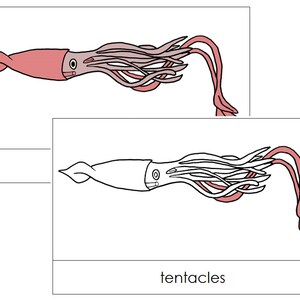 Parts of a Squid Nomenclature 3-part Cards & Blackline Master ...
