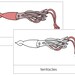 Parts of a Squid Nomenclature 3-part Cards & Blackline Master ...
