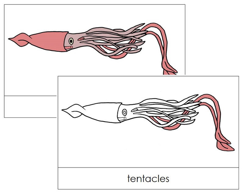 Parts of a Squid Nomenclature 3-part Cards Montessori | Etsy