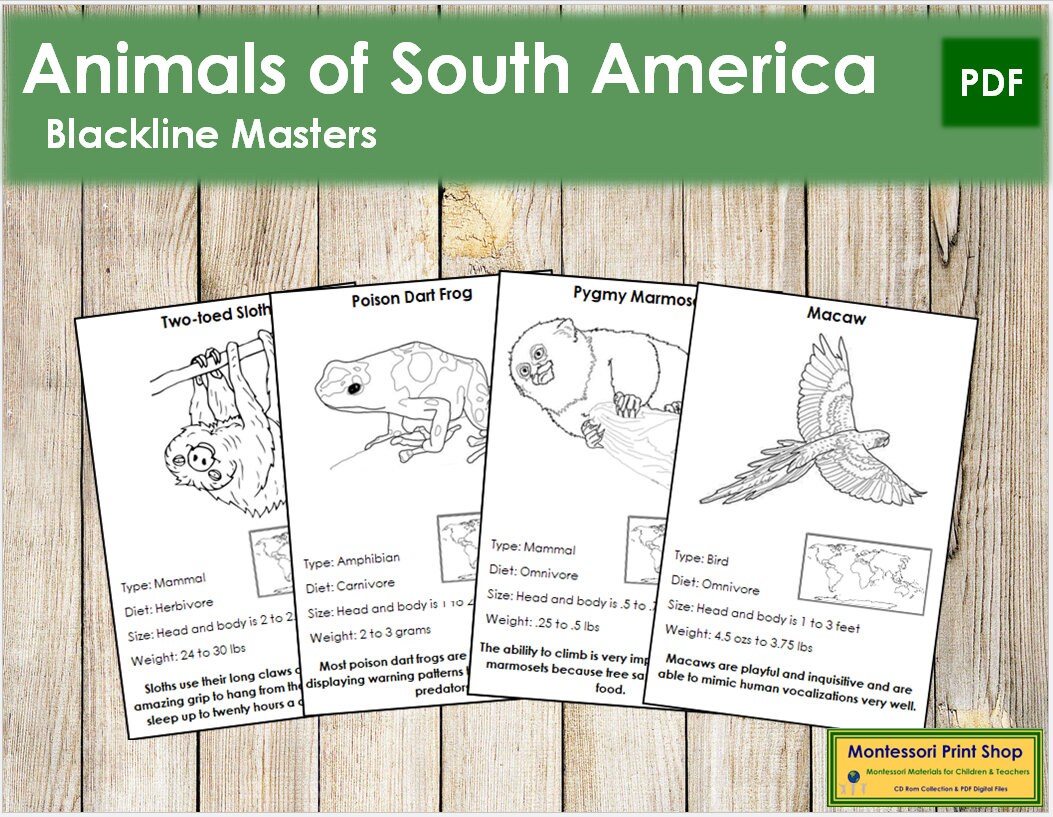 Animals of South America Facts & Picture Cards blackline - Etsy
