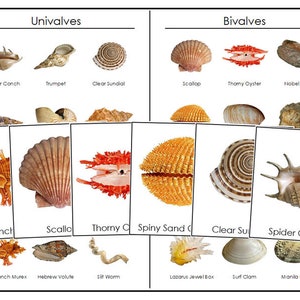 Univalve and Bivalve Shells Sorting Cards & Control Chart - Science ...