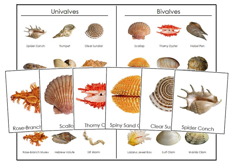 Univalve and Bivalve Shells Sorting Cards & Chart - Montessori Science ...