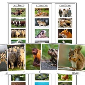 Herbivores Carnivores and Omnivores Sorting Cards & Control - Etsy
