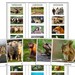 Herbivores, Carnivores and Omnivores Sorting Cards & Control Chart ...