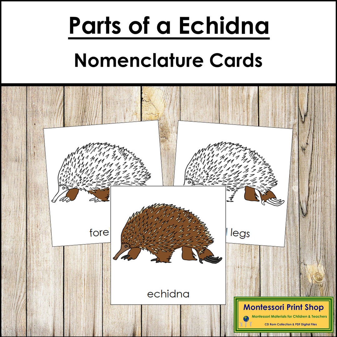 Parts of an Echidna Nomenclature 3-part Cards - Montessori Zoology ...