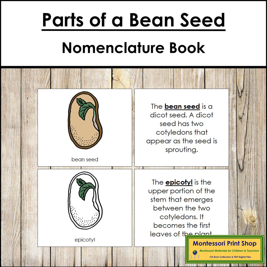 Parts of a Bean Seed Nomenclature Book - Montessori Botany - Printable ...