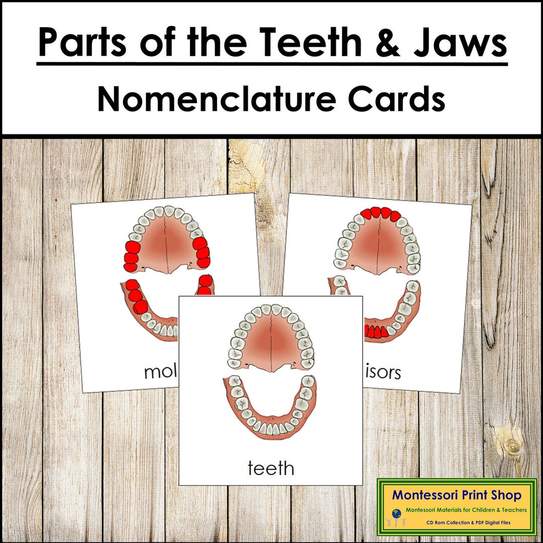 Parts of Teeth & Jaw Nomenclature 3-part Cards - Printable Montessori ...