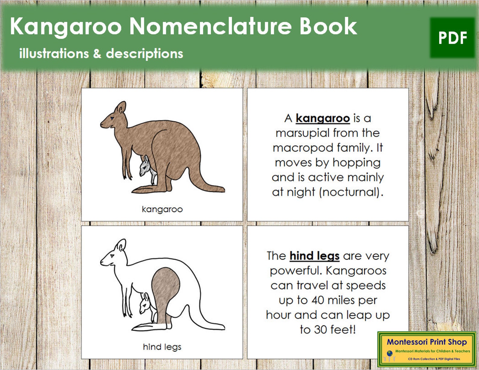 Parts of a Kangaroo Nomenclature Book Montessori Zoology | Etsy
