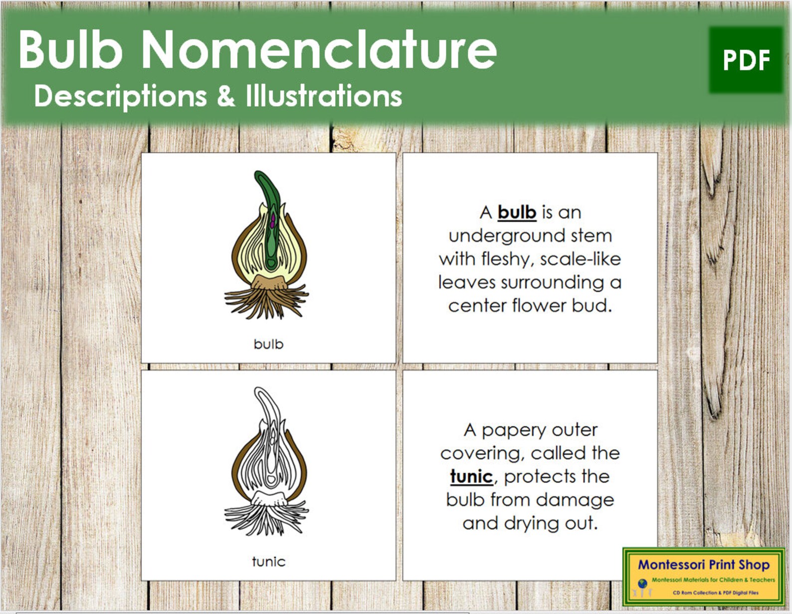 Parts of a Bulb Nomenclature Book Montessori Botany - Etsy