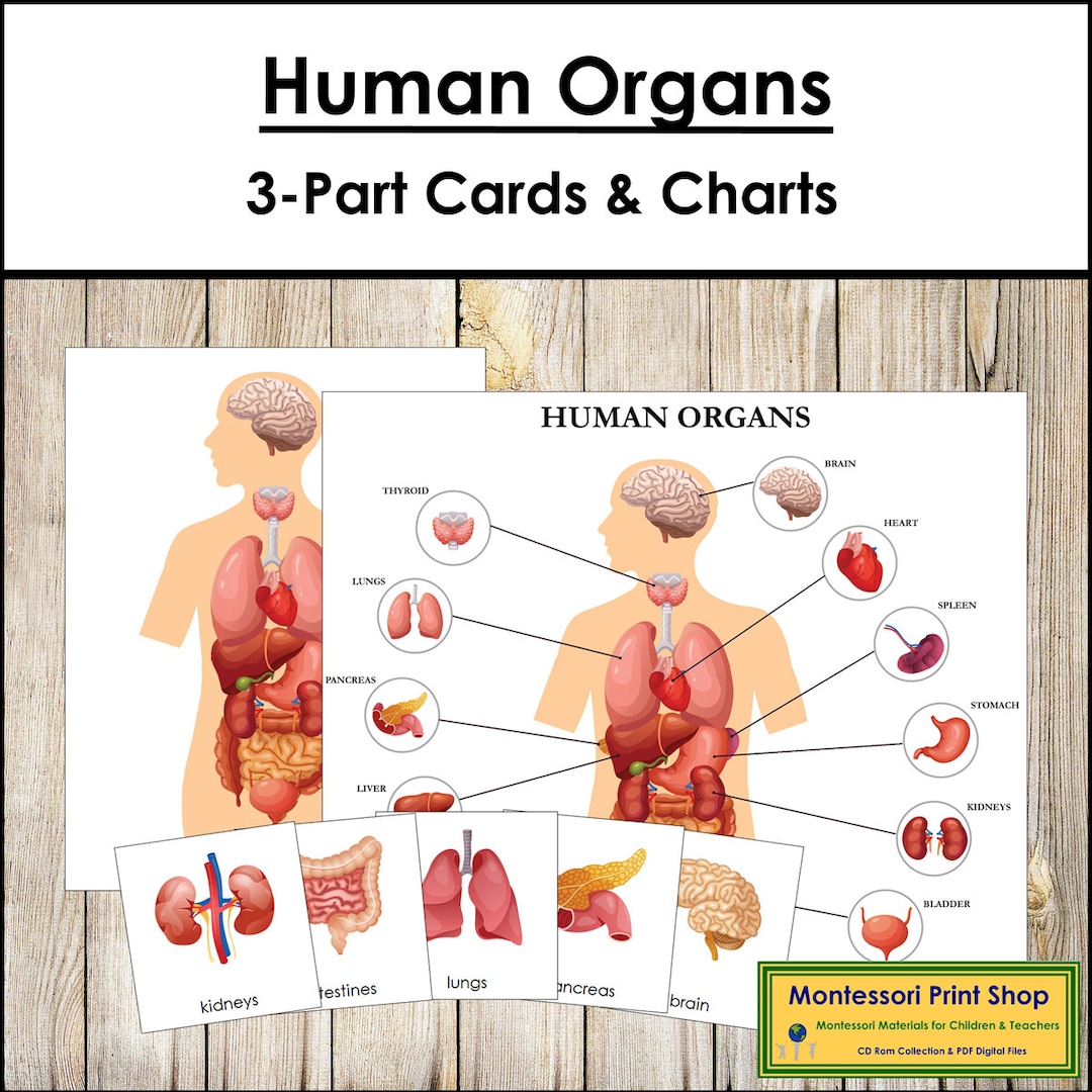 Human Organs Nomenclature 3-part Cards & Charts - Montessori Health ...