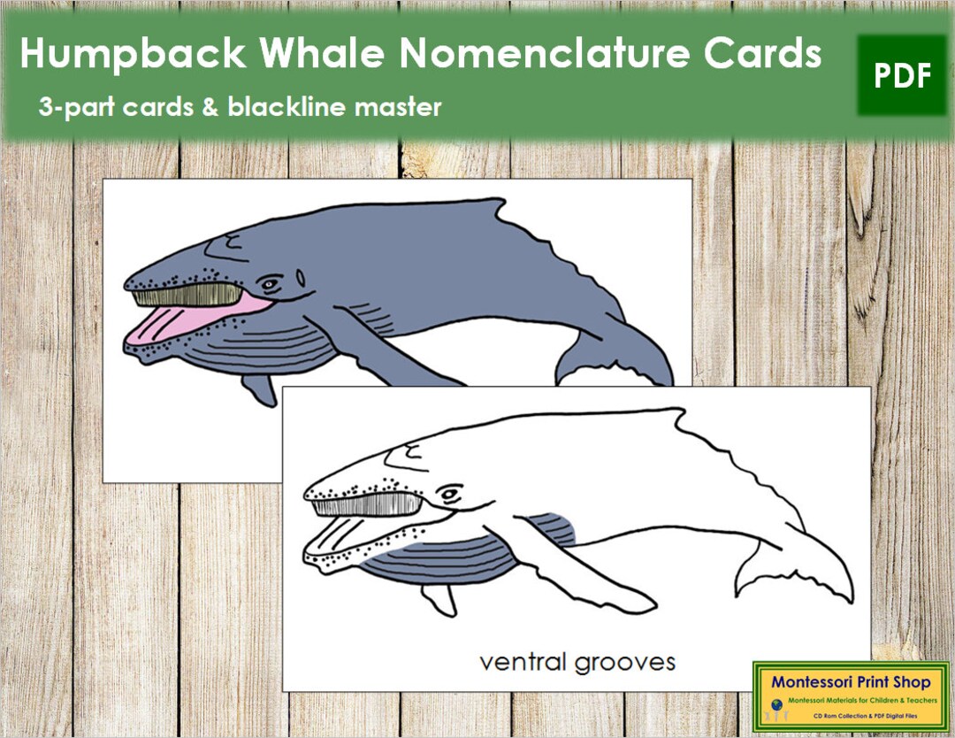 Parts of a Humpback Whale Nomenclature 3-part Cards - Etsy