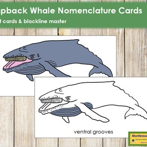 Parts of a Humpback Whale Nomenclature 3-part Cards - Etsy