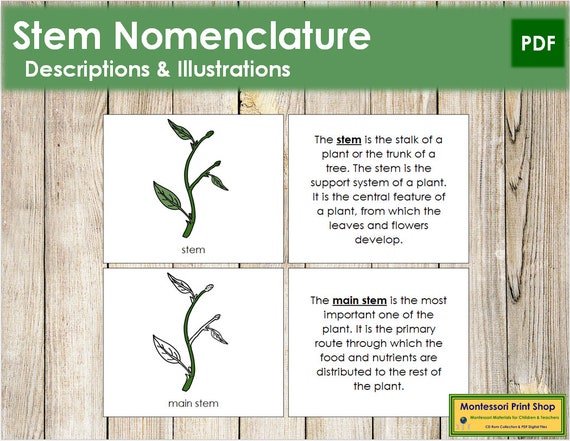 Parts of a Stem Nomenclature Book Montessori Botany - Etsy