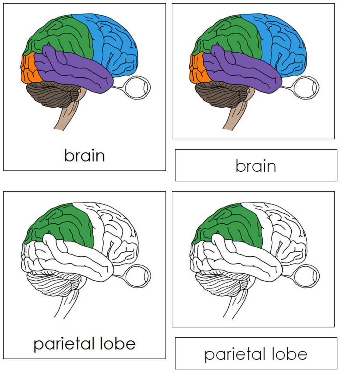 Parts of a Human Brain Nomenclature 3-part Cards & Blackline Master ...