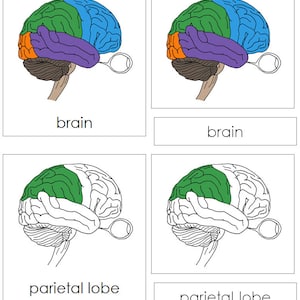 Parts of a Human Brain Nomenclature 3-part Cards - Science - Printable ...