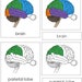 Parts of a Human Brain Nomenclature 3-part Cards - Science - Printable ...
