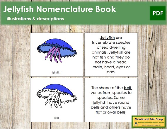 Parts of a Jellyfish Nomenclature Book Montessori Zoology | Etsy