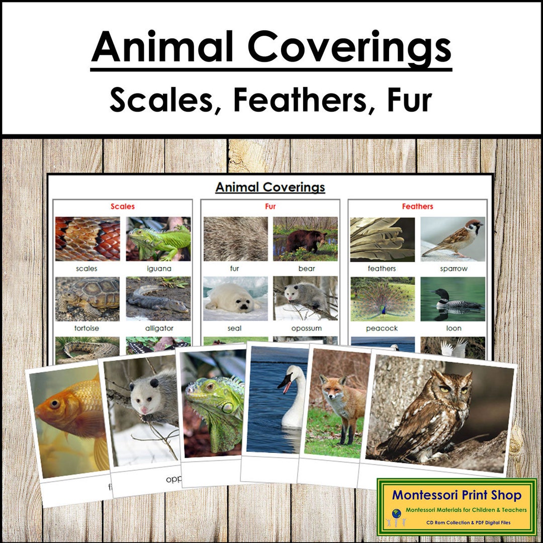 Montessori Animal Coverings Sorting Cards & Chart [scales, Feathers and ...