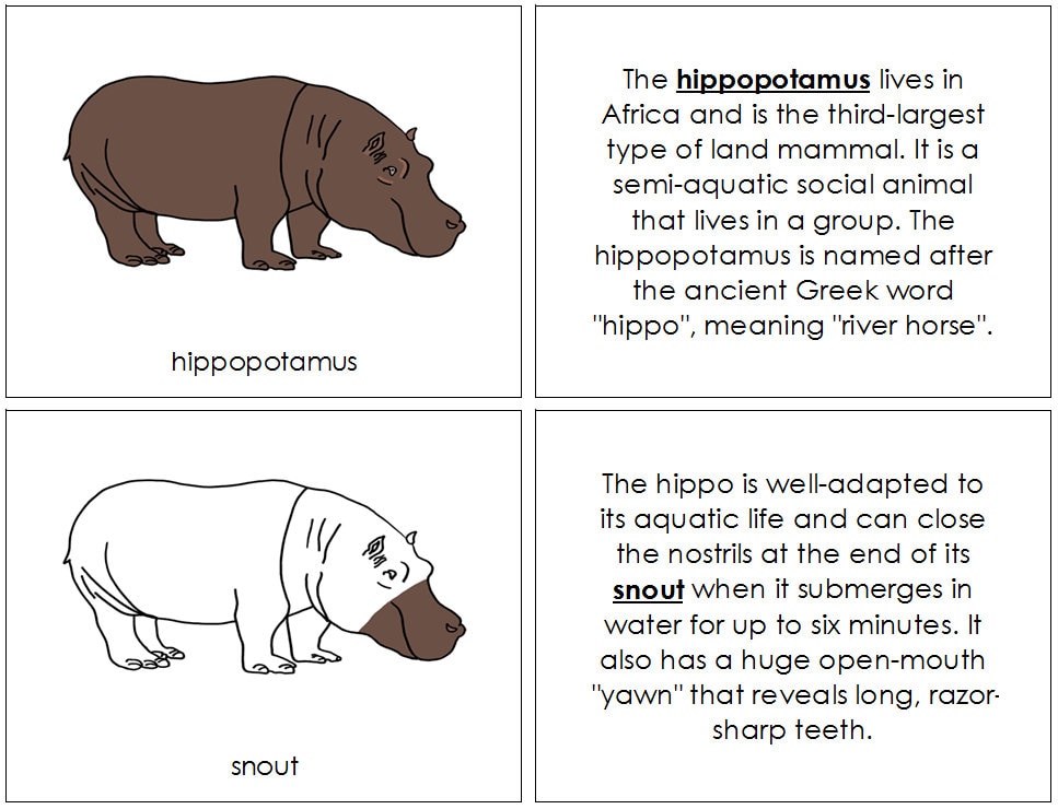 Parts of a Hippopotamus Nomenclature Book Montessori Zoology - Etsy