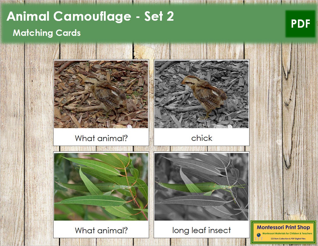 Animal Camouflage Matching Cards Set 2 Zoology Printable | Etsy