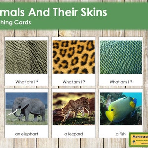 Animals and Their Skin Matching Cards Zoology Printable - Etsy