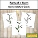 Parts of a Stem Nomenclature 3-part Cards & Blackline Master ...