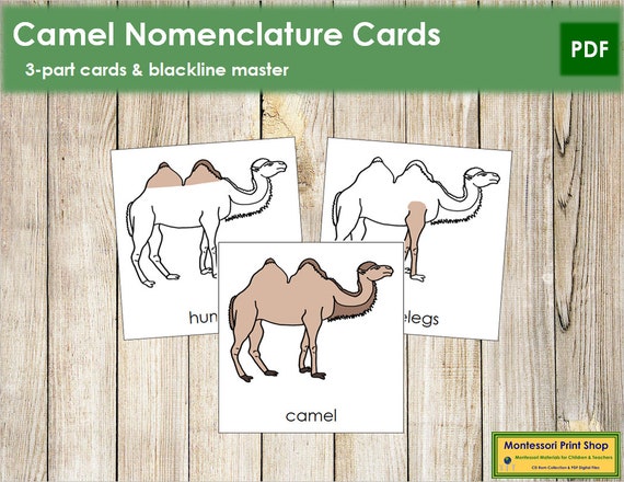 Parts of a Camel Nomenclature 3-part Cards Montessori | Etsy