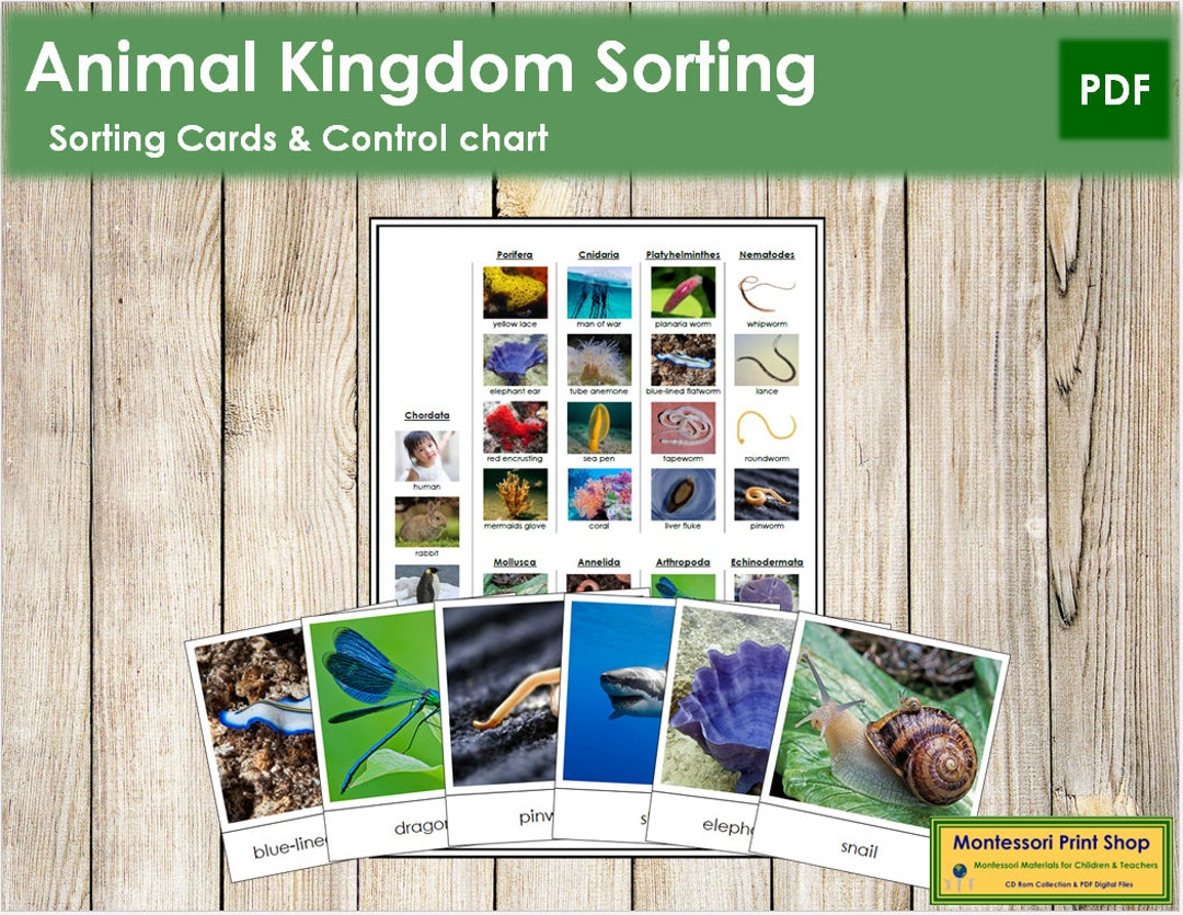 Animal Kingdom Sorting Cards & Control Chart Montessori - Etsy