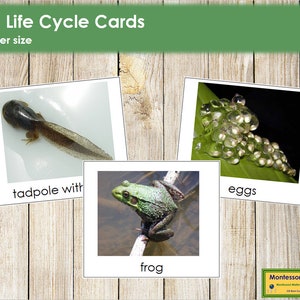 Frog Life Cycle Cards Printable Toddler Montessori Materials | Etsy