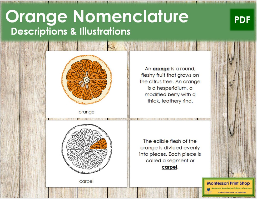 Parts of an Orange Nomenclature Book Montessori Botany - Etsy